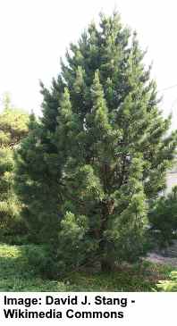 32 Dwarf Conifers (With Pictures): Identification and Planting Guide