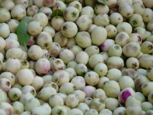 Types of Olives: 28 Tasty Varieties of Olives You Should Try