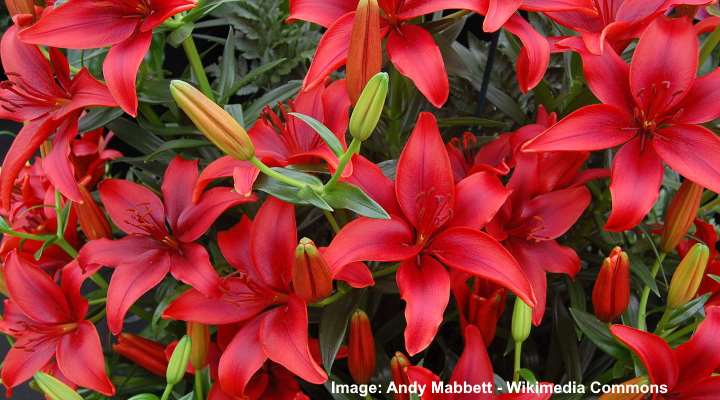 30 Types of Lilies: List of Lily Hybrids and Lily Cultivars (Pictures)