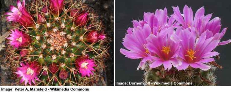 74 Cactus Species: Visual Identification Guide for Indoors & Out