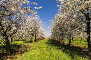 121 Types of Trees (With Pictures and Names) - Identification Guide