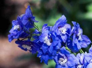Stunning Types of Blue Flowers With Pictures and Names - Identification
