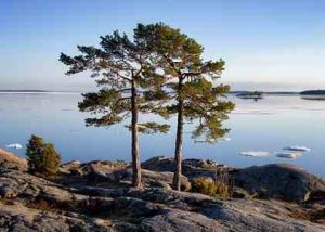 121 Types of Trees (With Pictures and Names) - Identification Guide