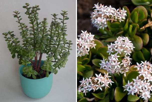 42 Plants with Shallow Roots That Thrive in Shallow Soil