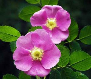 23 Types of Roses (With Pictures and Names) - Identification Guide