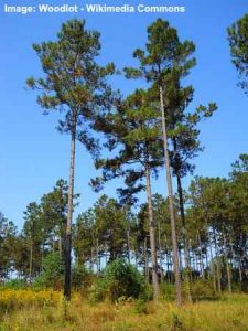 Types of Pine Trees in Florida (Pictures) - Identification Guide