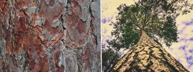 Conifer Identification Guide: Pine, Fir, and Spruce (With Pictures)