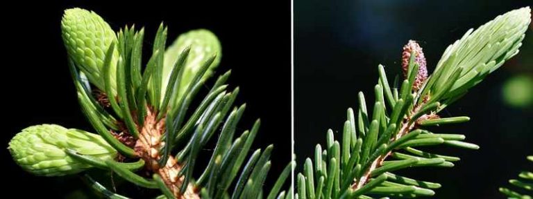 Conifer Identification Guide: Pine, Fir, and Spruce (With Pictures)