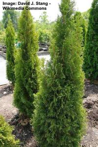 Types of Evergreen Trees with Identification Guide and Pictures