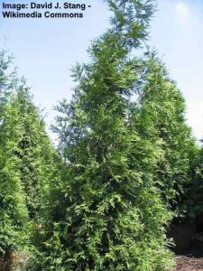 Types of Evergreen Trees with Identification Guide and Pictures