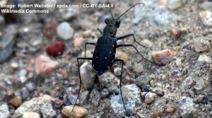 32 Black Beetles: Identification Guide (With Pictures of These Bugs)