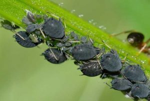 Types of Black Bugs (With Pictures) - Identification Guide
