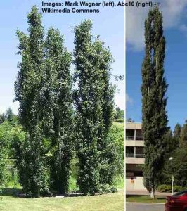 32 Columnar Trees: The Best Tall Skinny Trees (with Pictures)