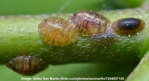 Scale on Plants: How to Kill Scale Bugs (Scale Insects)