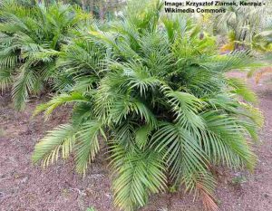 Top 27 Small or Dwarf Palm Trees with Identification Guide (Pictures)