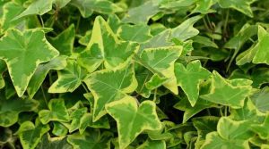 Fast Growing Ground Cover Plants (With Pictures) - Identification