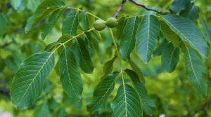 Walnut Trees Identification Guide (With Pictures): Leaves, Bark, Types
