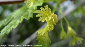 32 Maple Trees: Types, Leaves, Bark - Identification Guide (Pictures)