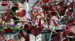 17 Types of Redbud Trees: Leaves, Flowers (Pictures) - Identification