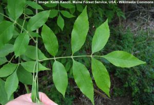 Ash Trees: Types, Bark and Leaves - Identification Guide (Pictures)