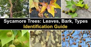 Sycamore Trees: Leaves, Bark, Types - Identification Guide (Pictures)