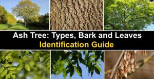 Ash Trees: Types, Bark and Leaves - Identification Guide (Pictures)