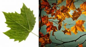 Sycamore Trees: Leaves, Bark, Types - Identification Guide (Pictures)