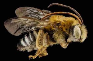 38 Types of Bees (with Pictures): A Visual Identification Guide