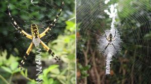 Types of Florida Spiders (with Pictures) - Identification Guide