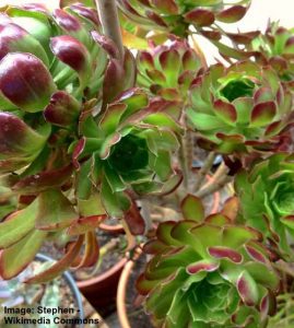 Aeonium: Types, Succulent Care Guide - With Pictures