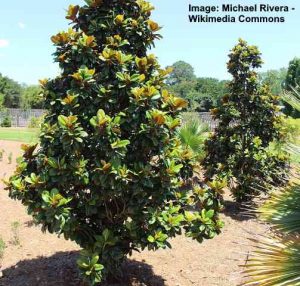 28 Dwarf Magnolia Trees That Are Perfect for Small Gardens