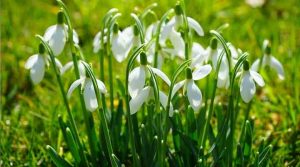 The Best 18 Plants That Thrive Under Evergreen Trees