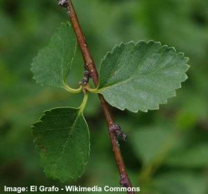 Types of Birch Tree Leaves — Identification Guide With Pictures