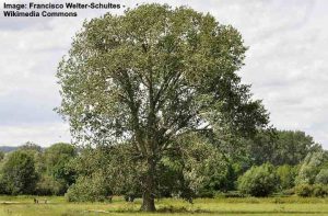 Poplar Trees: Types, Bark, Leaves - Identification (With Pictures)