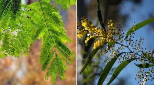 Acacia Trees: Types, Leaves, Flowers, Thorns - Identification (With ...