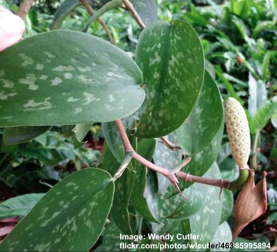 Scindapsus Pictus ‘Argyraeus’: Plant Care and Growing Guide (Pictures)