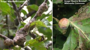 Woolly Aphids: How to Control and Treat Woolly Aphids