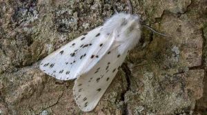 Fluffy, Fuzzy or Furry Moths - Identification (With Pictures and Names)