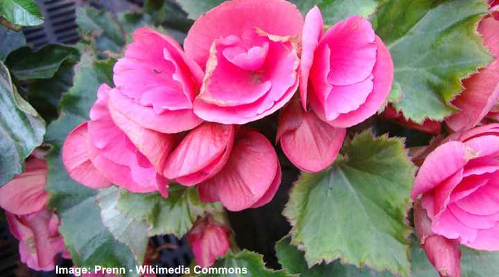 20 Types of Begonias: Flowers, Leaves (Pictures and Care Guide ...