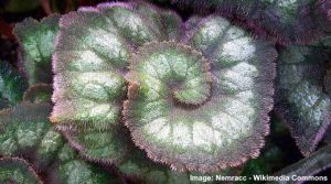 20 Types of Begonias: Flowers, Leaves (Pictures and Care Guide ...