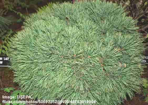 32 Dwarf Conifers (With Pictures): Identification and Planting Guide