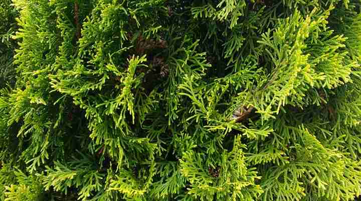 32 Dwarf Conifers (With Pictures): Identification and Planting Guide