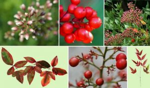 Nandina (Heavenly Bamboo): Shrub Care and Plant Growing Guide