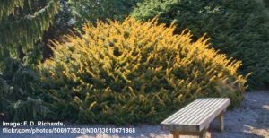 22 Low Maintenance Small Shrubs (With Pictures) - Identification Guide