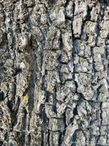 21 Juniper Trees and Shrubs: Types, Leaves, Berries (Pictures ...