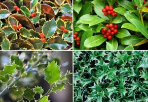 Holly Trees and Bushes: Types, Leaves, Flower, Berries (Pictures ...