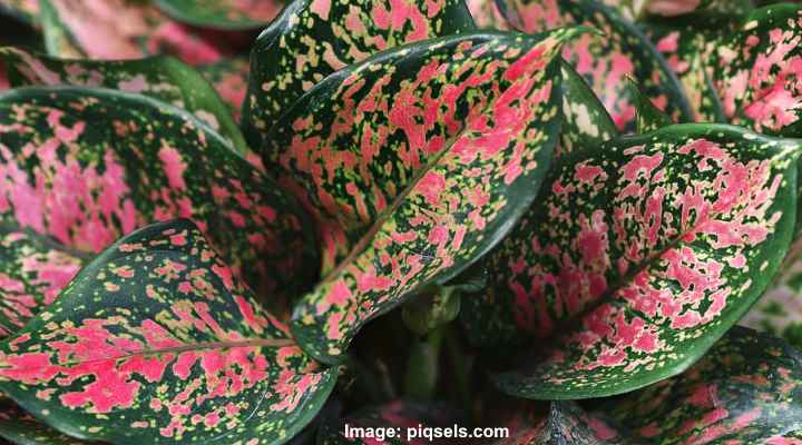 39 Plants with Pink Leaves (Pictures) - Including Plants with Pink and ...
