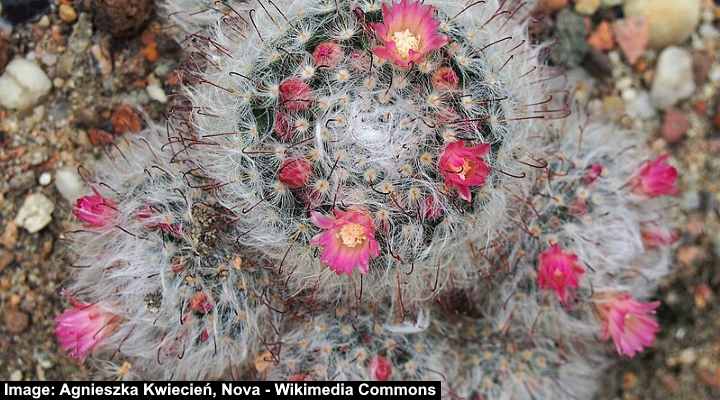 74 Cactus Species: Visual Identification Guide for Indoors & Out