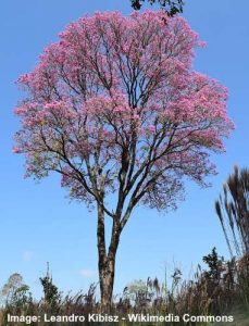Tabebuia Tree: Types, Leaves, Flowers (Pictures) – Identification Guide
