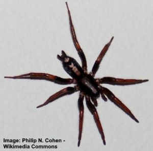 35 Types of Spiders With Identification Guide (Pictures, Names, Charts)